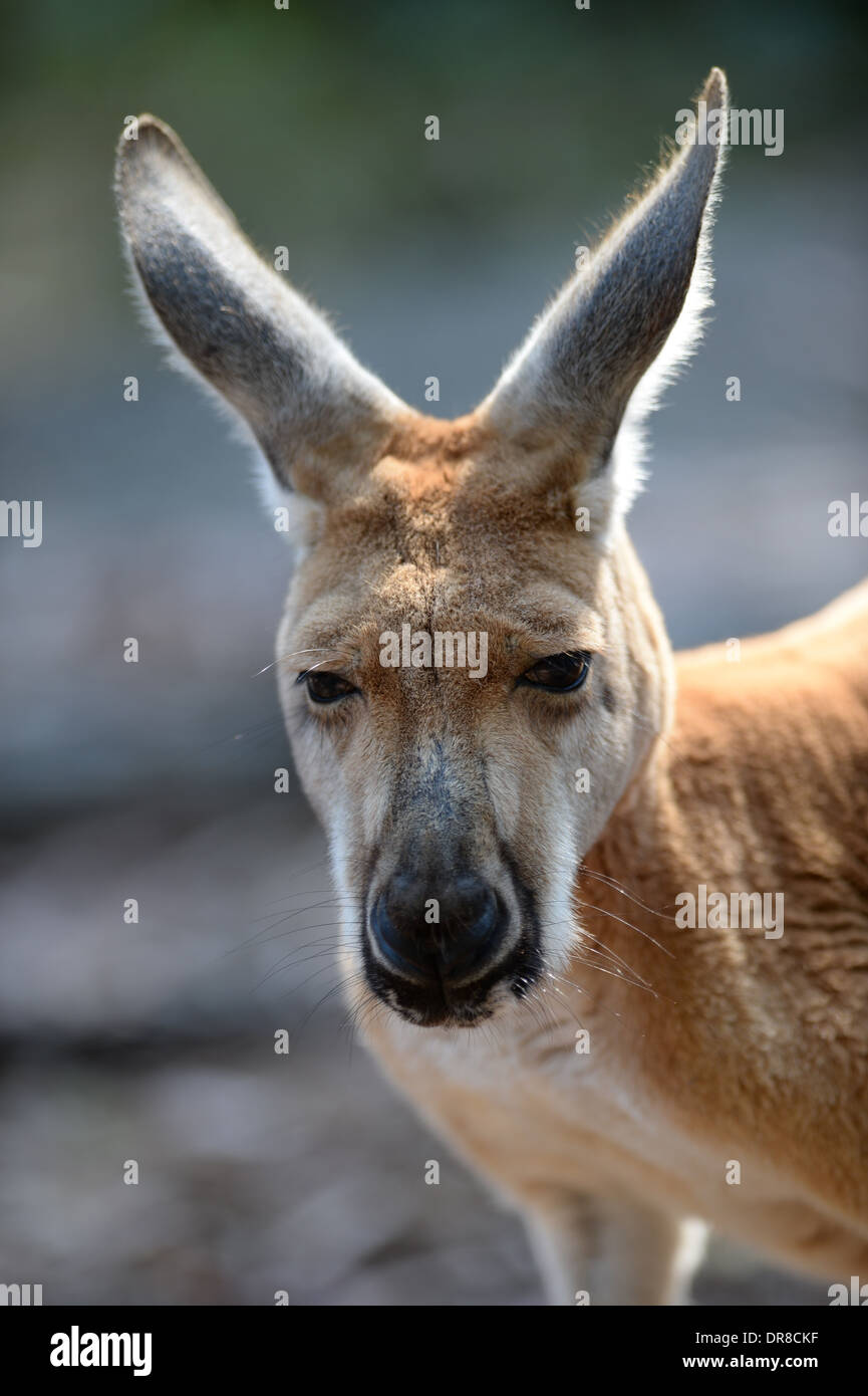 Australian big red kangaroo in open bushland Stock Photo - Alamy