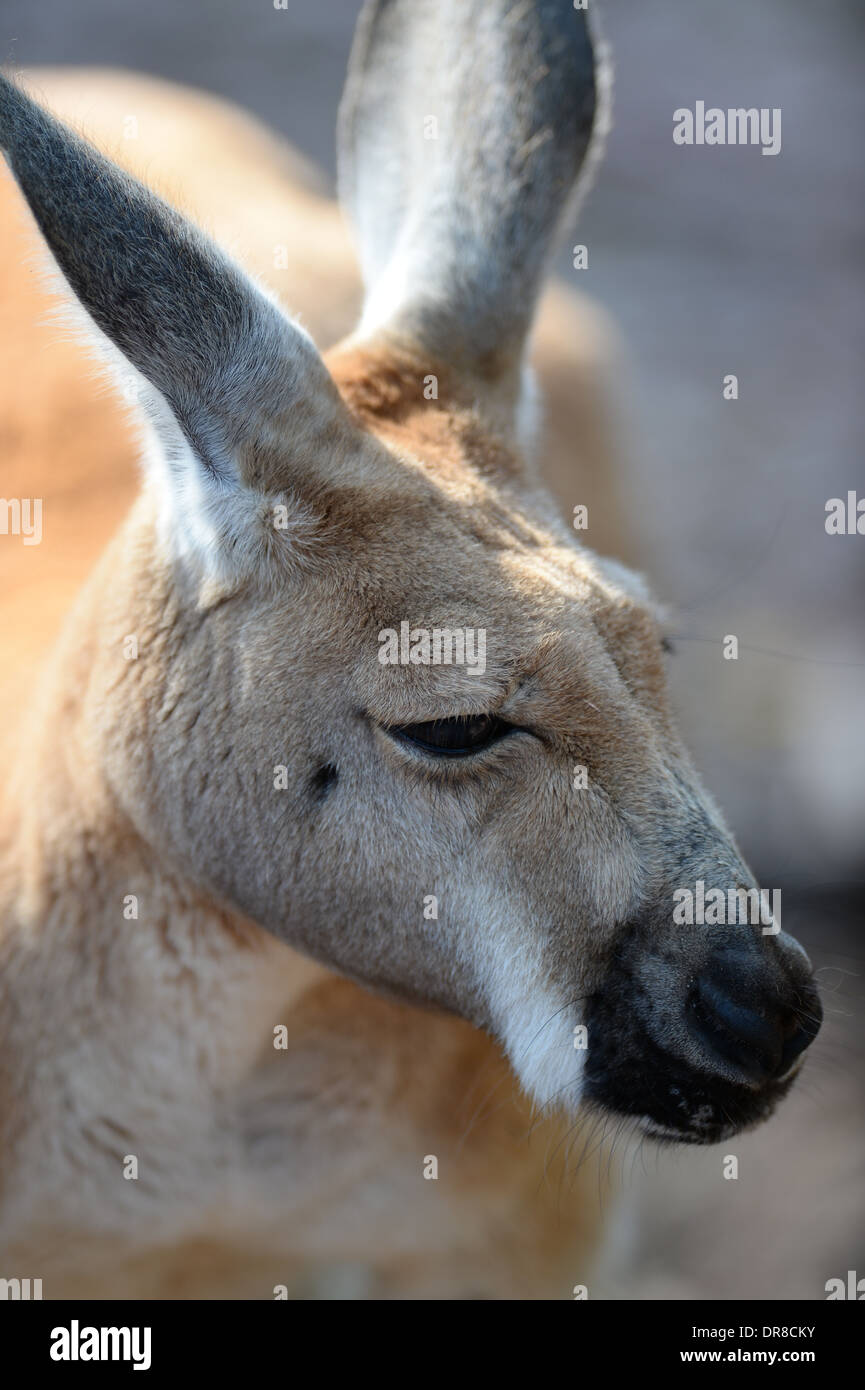 Grey kangaroo display hi-res stock photography and images - Alamy