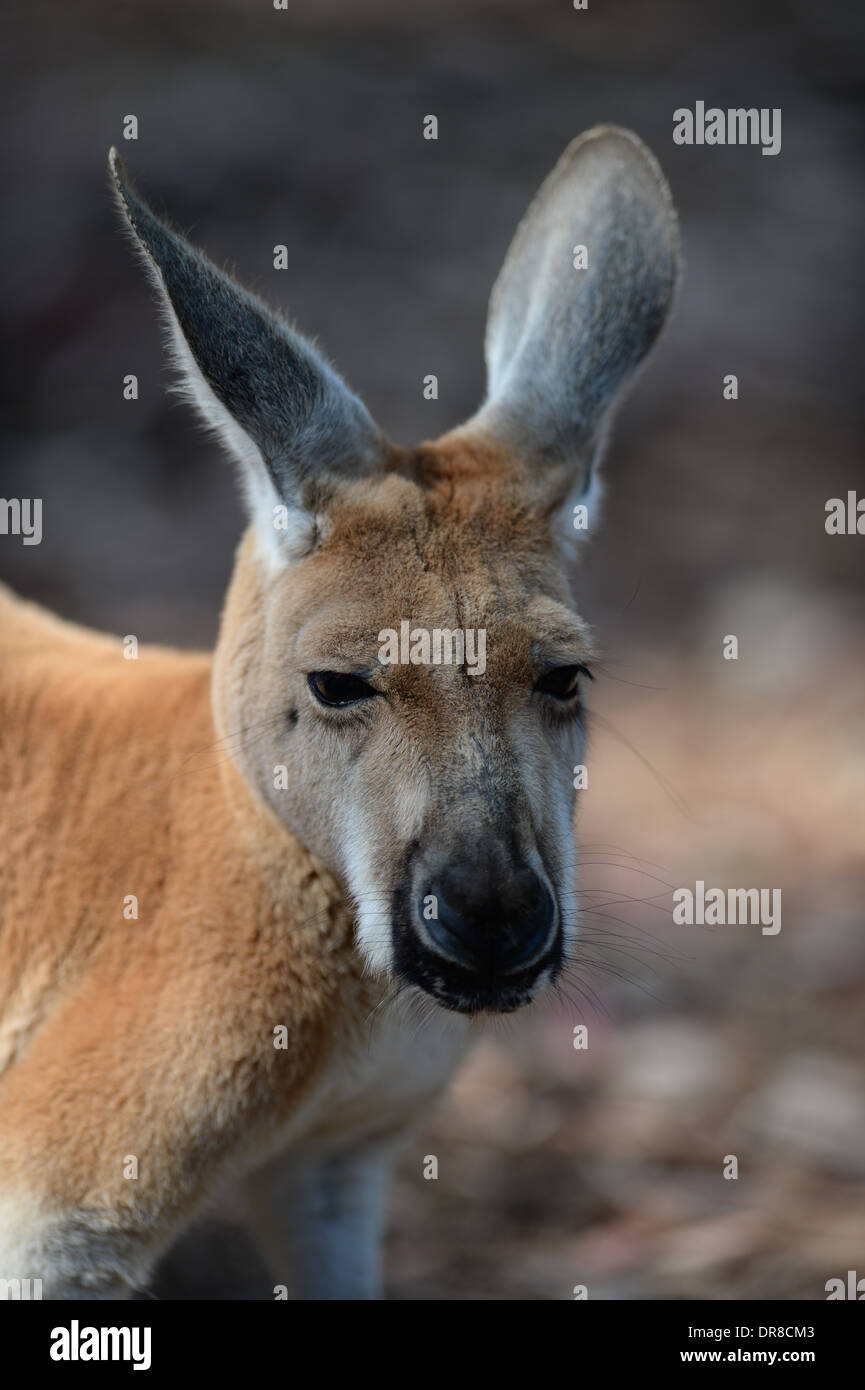 Australian big red kangaroo in open bushland Stock Photo - Alamy