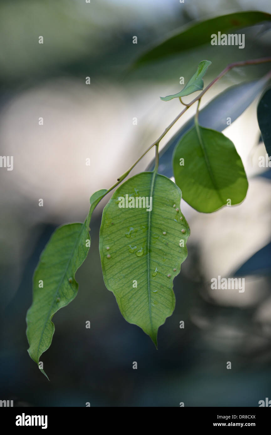 A close up shot of gum tree leaves Stock Photo - Alamy