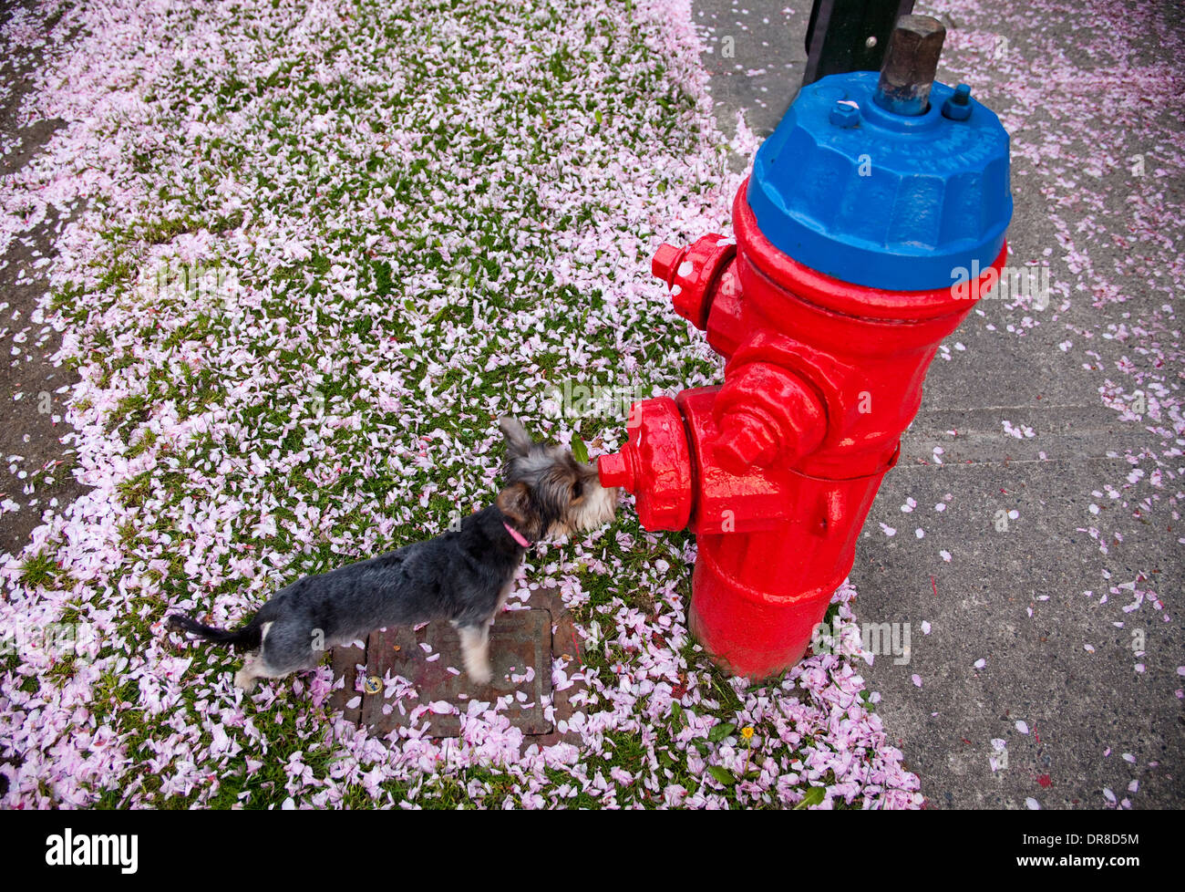Fire hydrant dog hi-res stock photography and images - Alamy