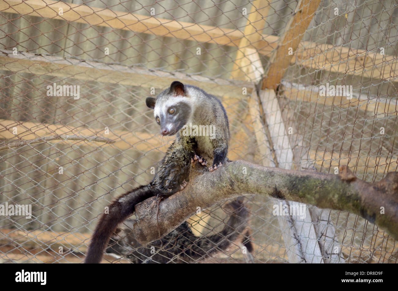 Picture of an Asian Palm Civet (Luwak) on a ranch at the Luwak Mas ...