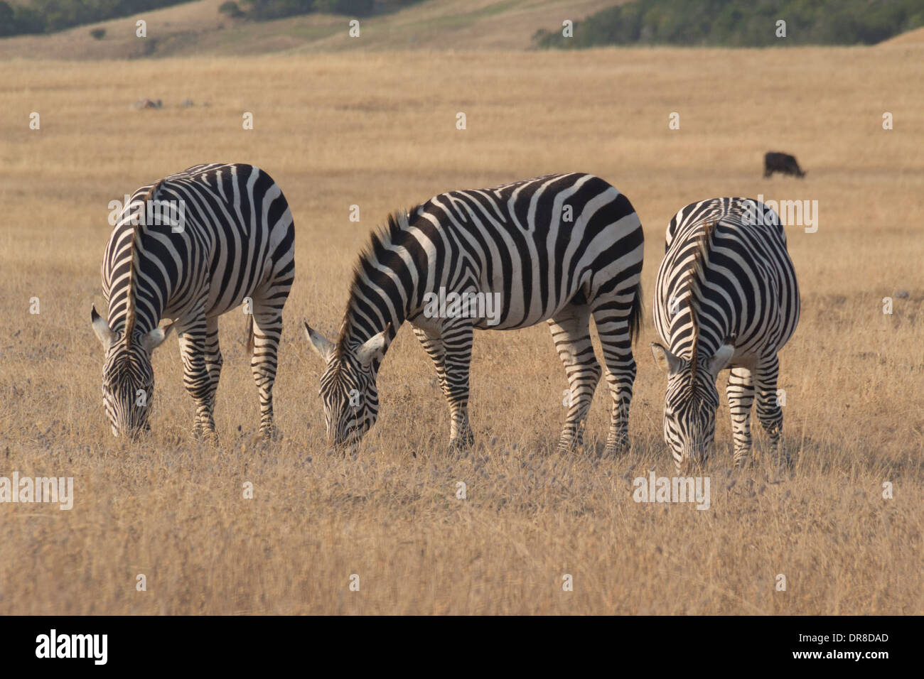 Grazing plain hi-res stock photography and images - Alamy