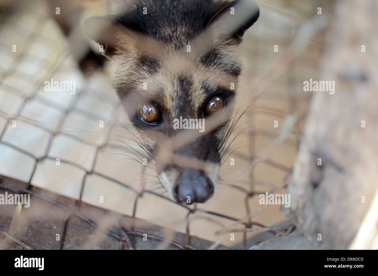 Picture of an Asian Palm Civet (Luwak) on a ranch at the Luwak Mas ...