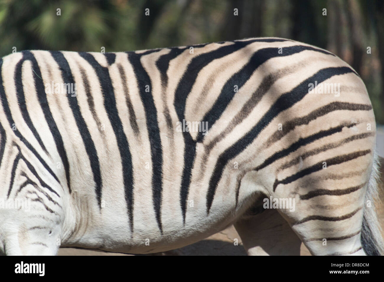 Grant's Zebra coat pattern Stock Photo - Alamy