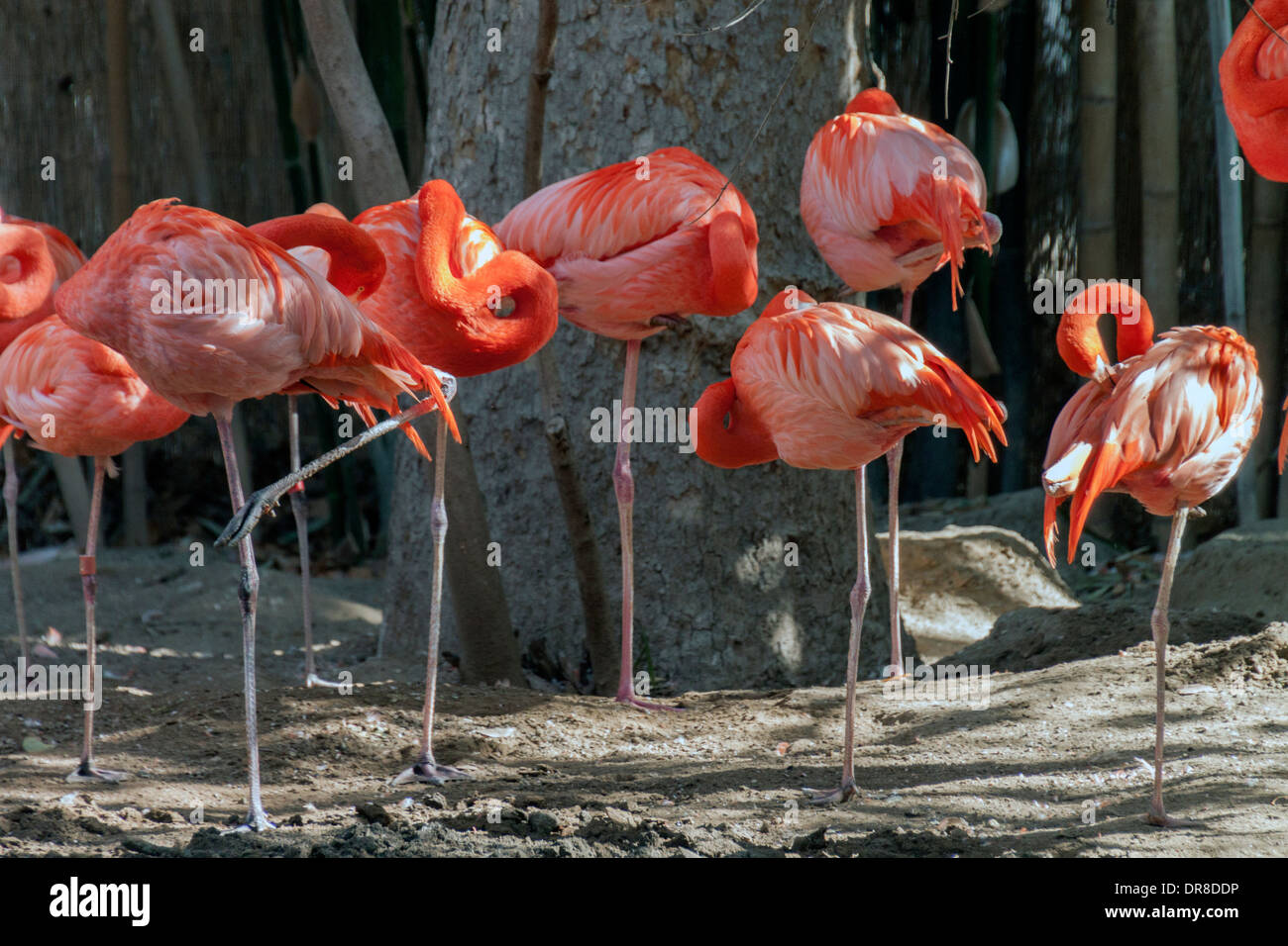Flamingo Sleeping High Resolution Stock Photography and Images - Alamy