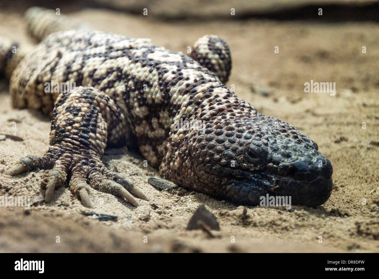 Monster lizard hi-res stock photography and images - Alamy