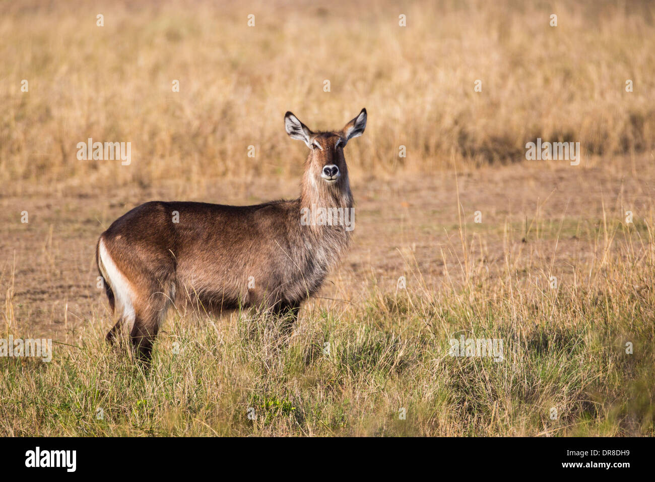 Female Waterbuck, Maasai Mara, Kenya Stock Photo - Alamy