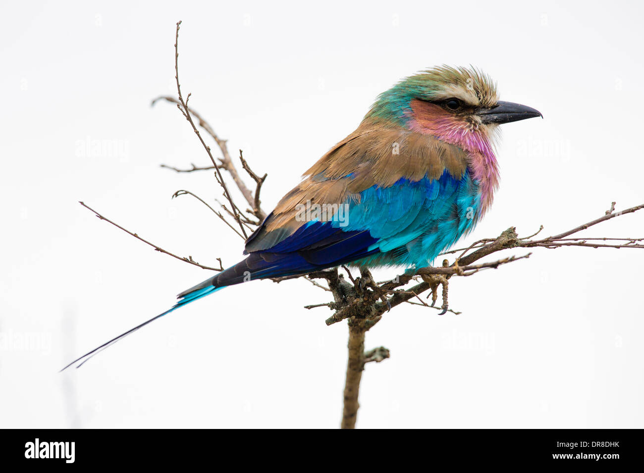 Lilac breasted roller bird on branch hi-res stock photography and ...
