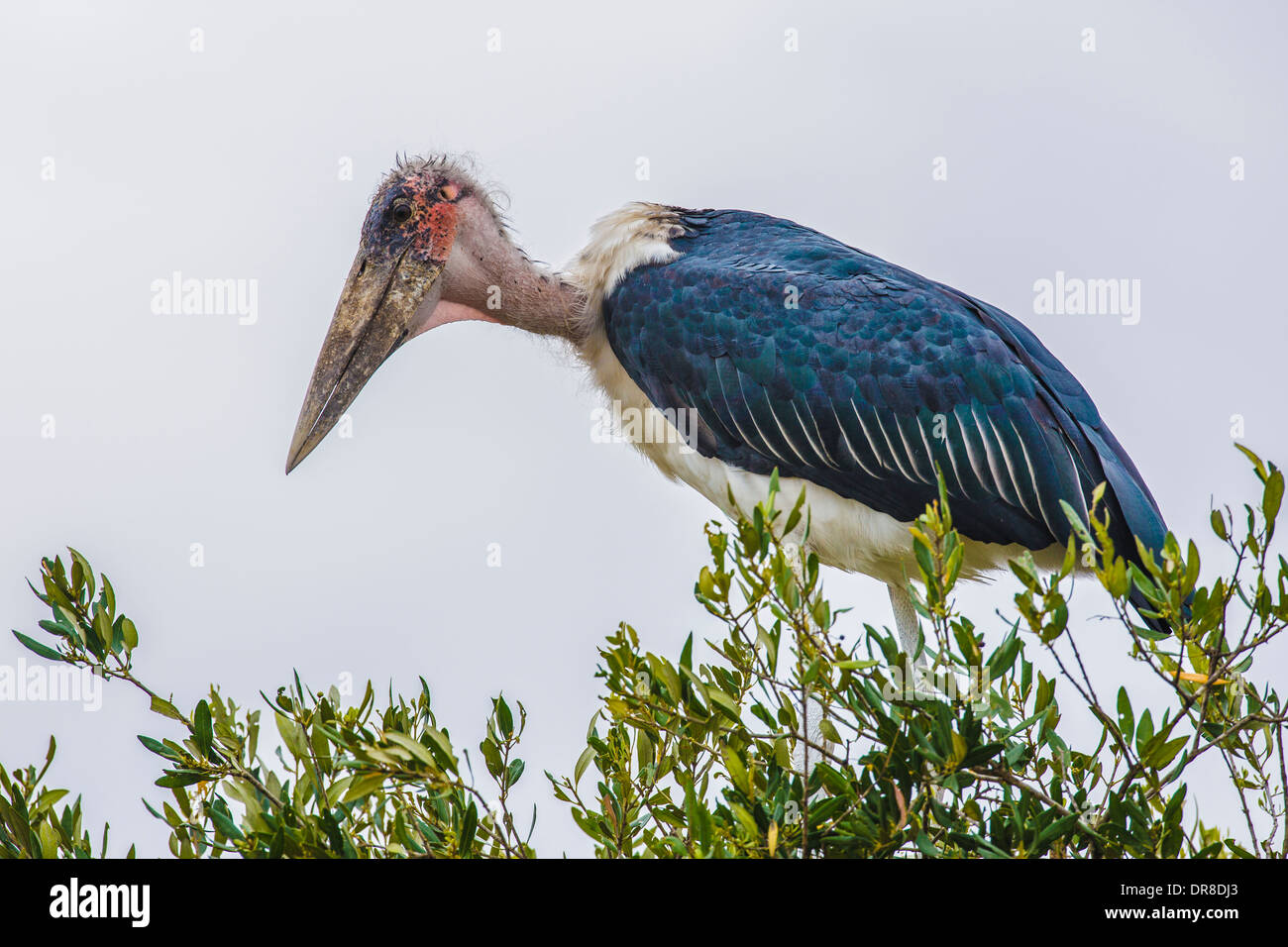 Marabou Stork in Tree, Maasai Mara, Kenya Stock Photo - Alamy