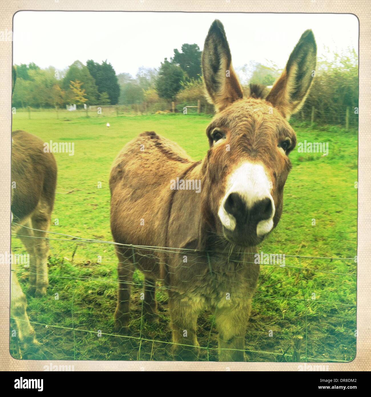 Colchester, UK. 17th Nov, 2013. Donkeys in the British countryside ...
