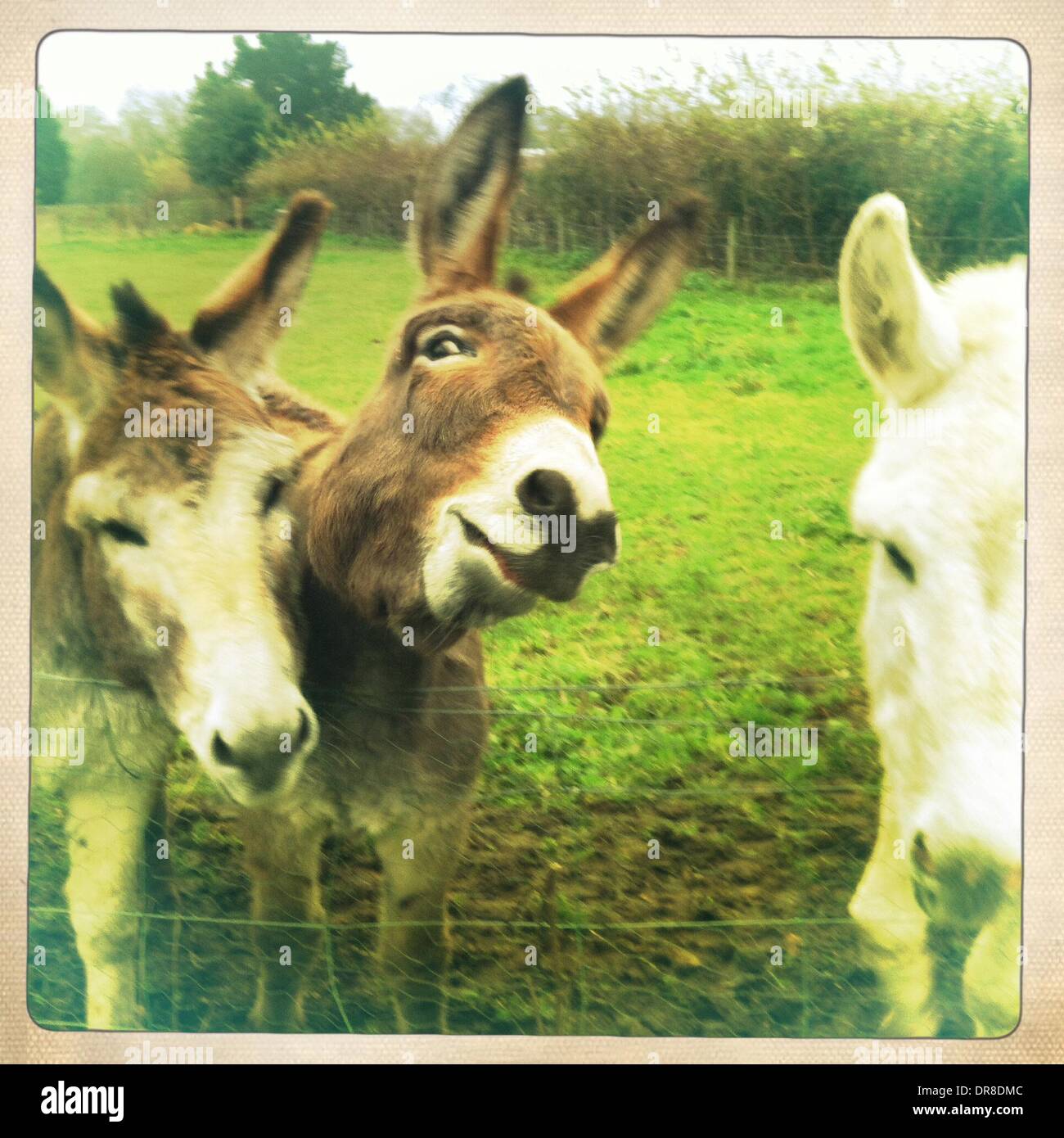 Colchester, UK. 17th Nov, 2013. Donkeys in the British countryside ...