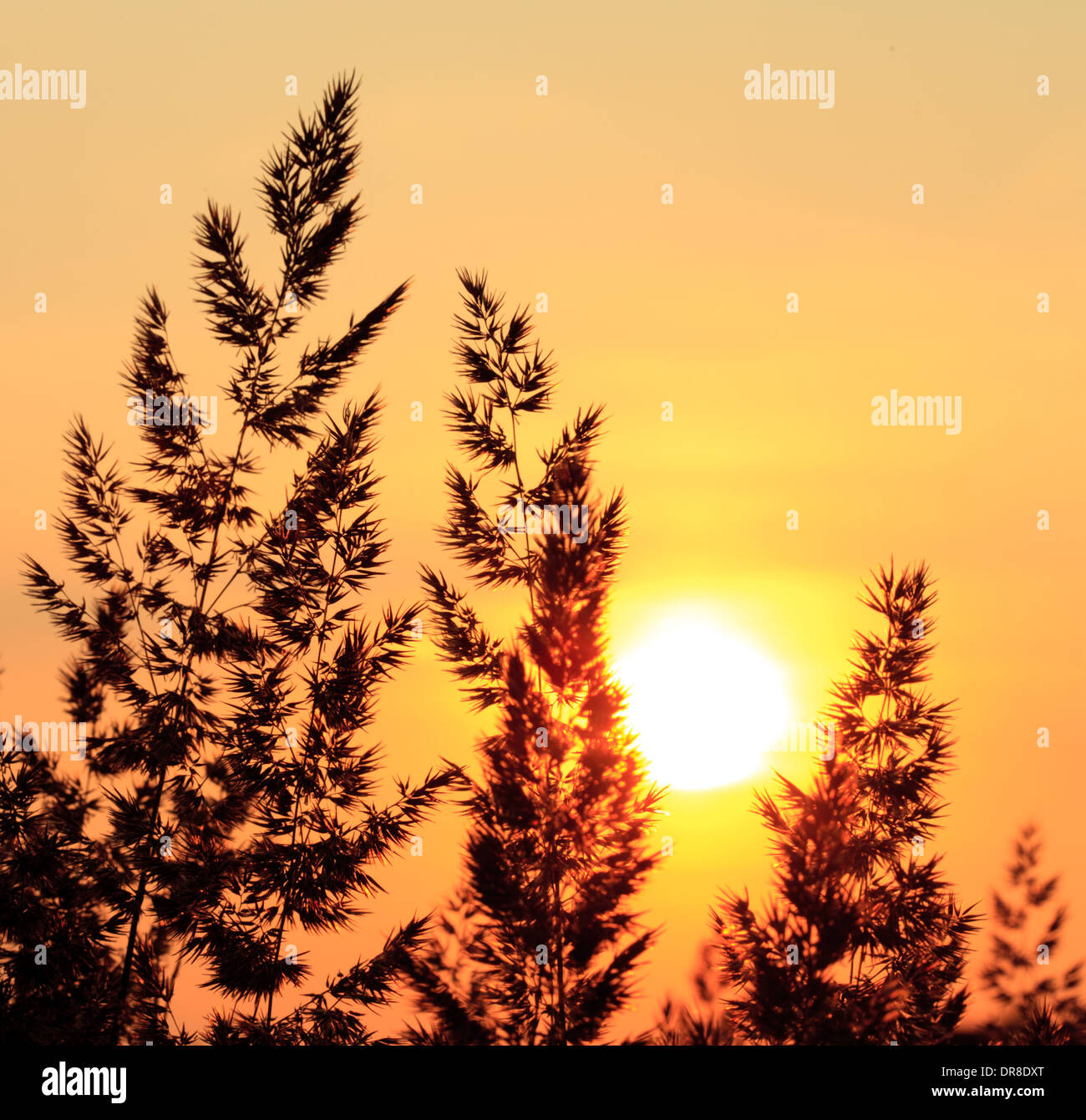 Plants silhoette of field in evening glow Stock Photo - Alamy