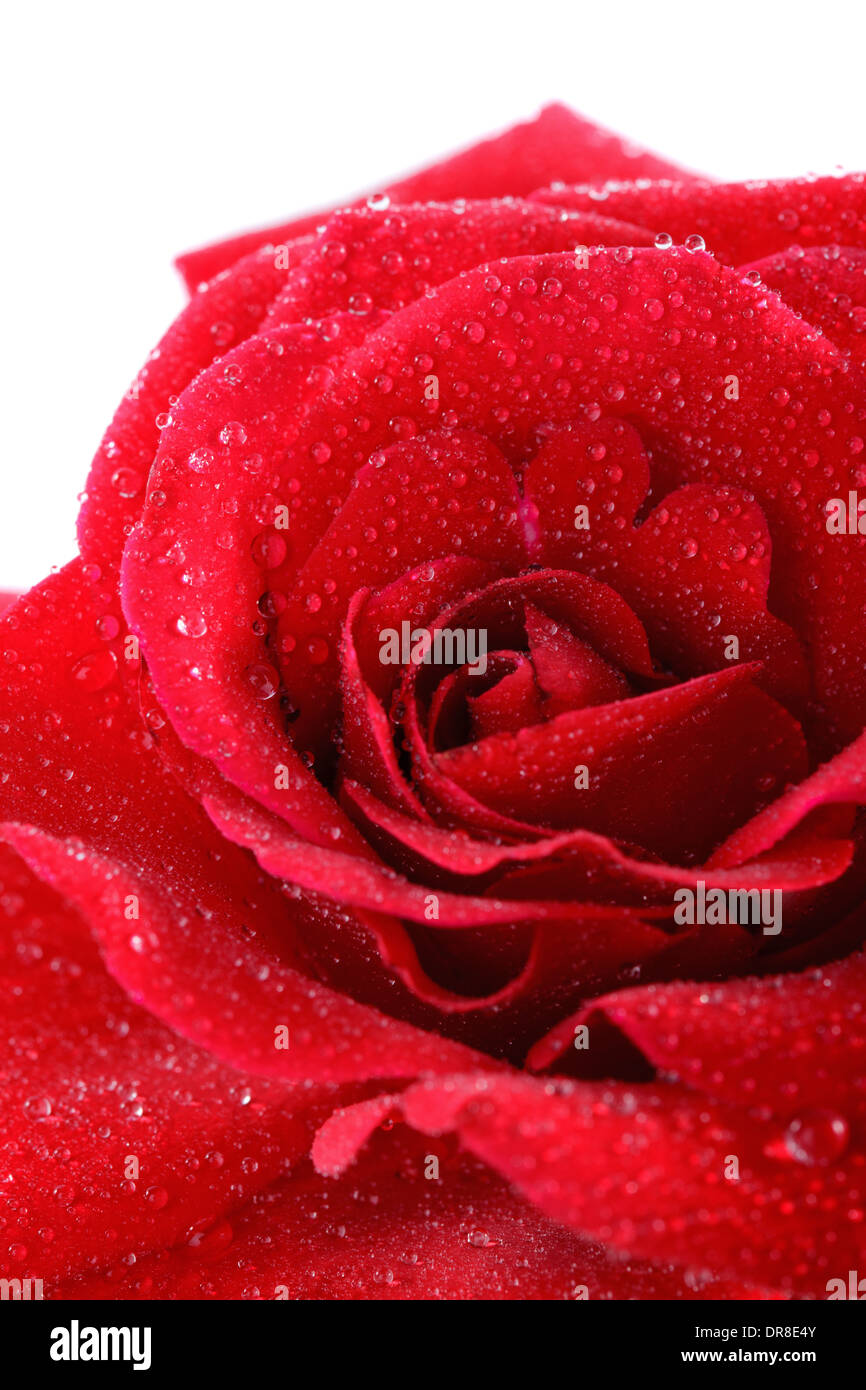 Red rose with water drops close up Stock Photo - Alamy