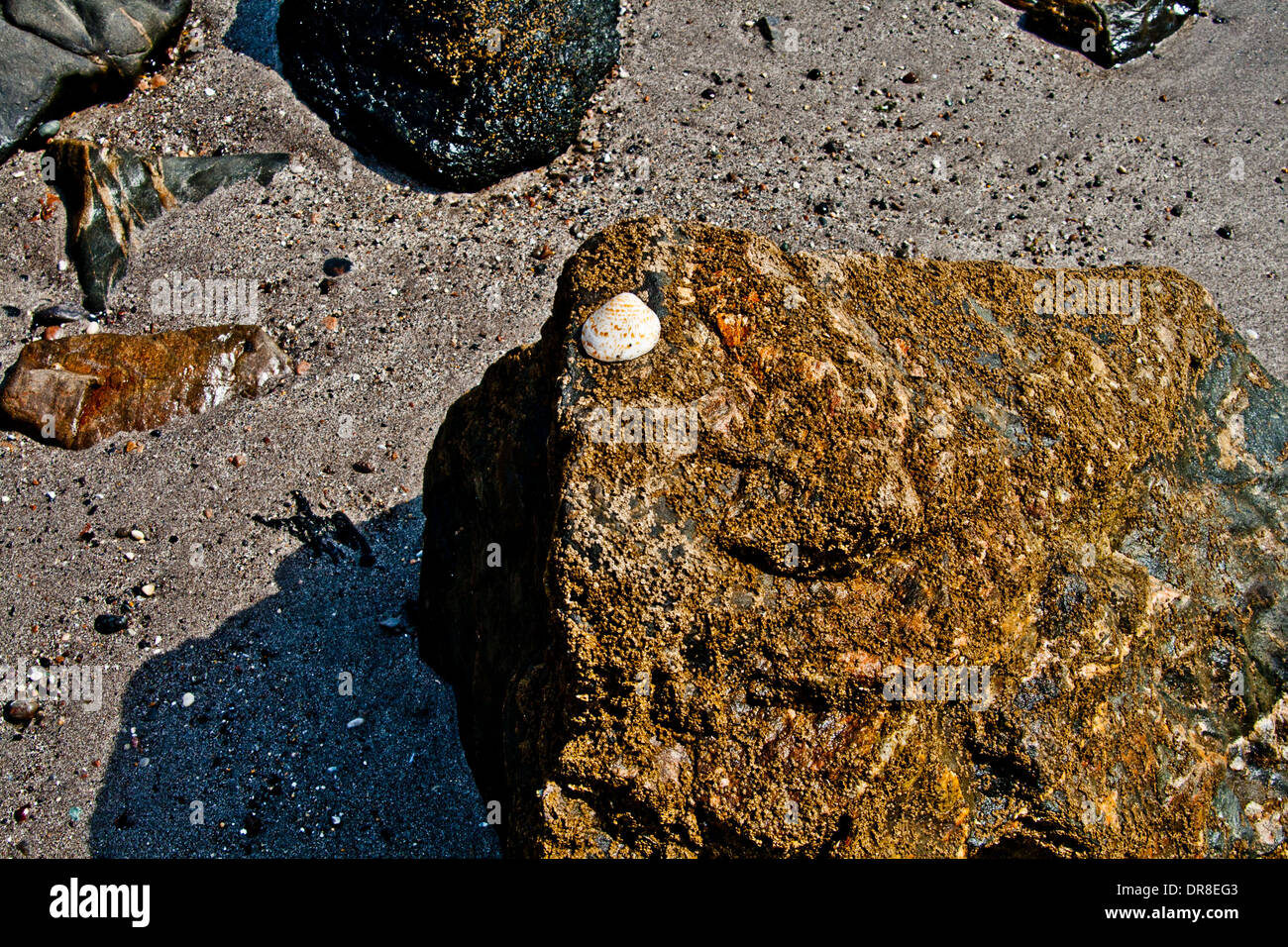Seaside shell hi-res stock photography and images - Alamy