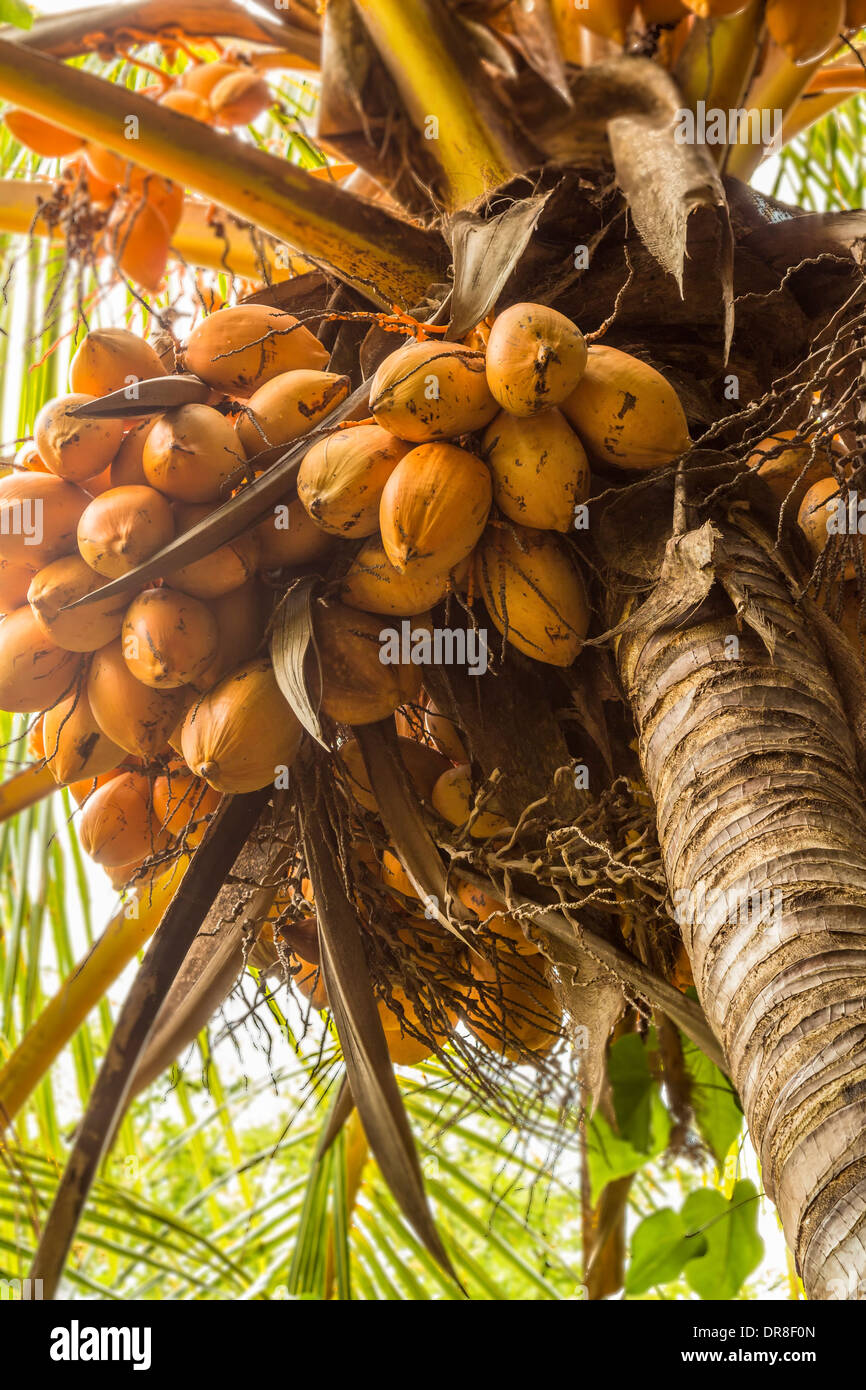 Orange coconuts hi-res stock photography and images - Alamy