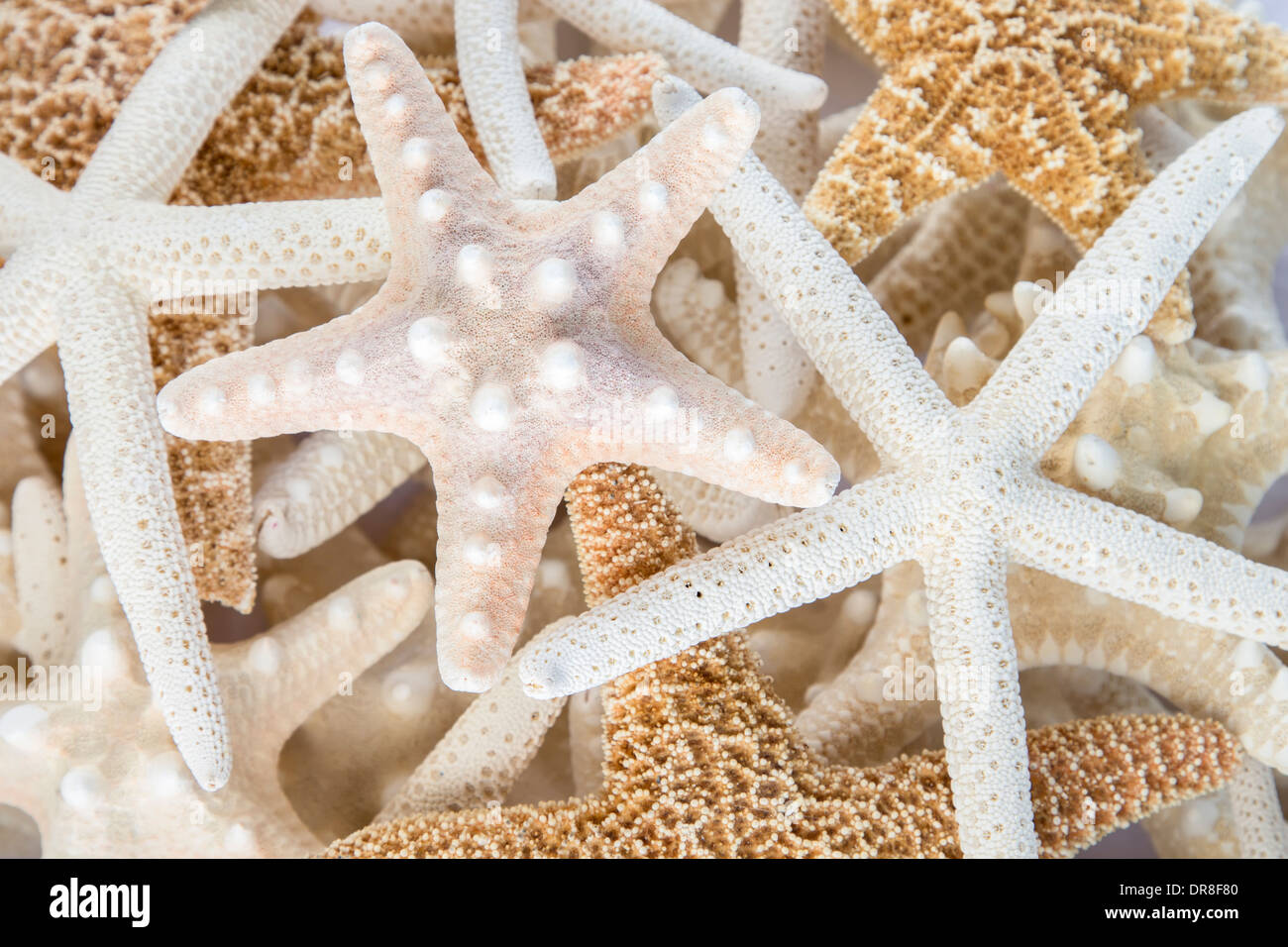 Kinds Of Starfish
