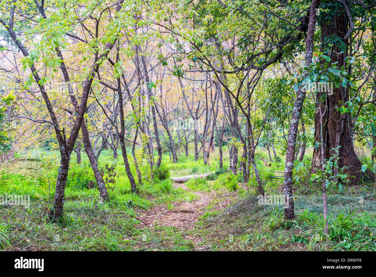 Dirt footpath hi-res stock photography and images - Alamy