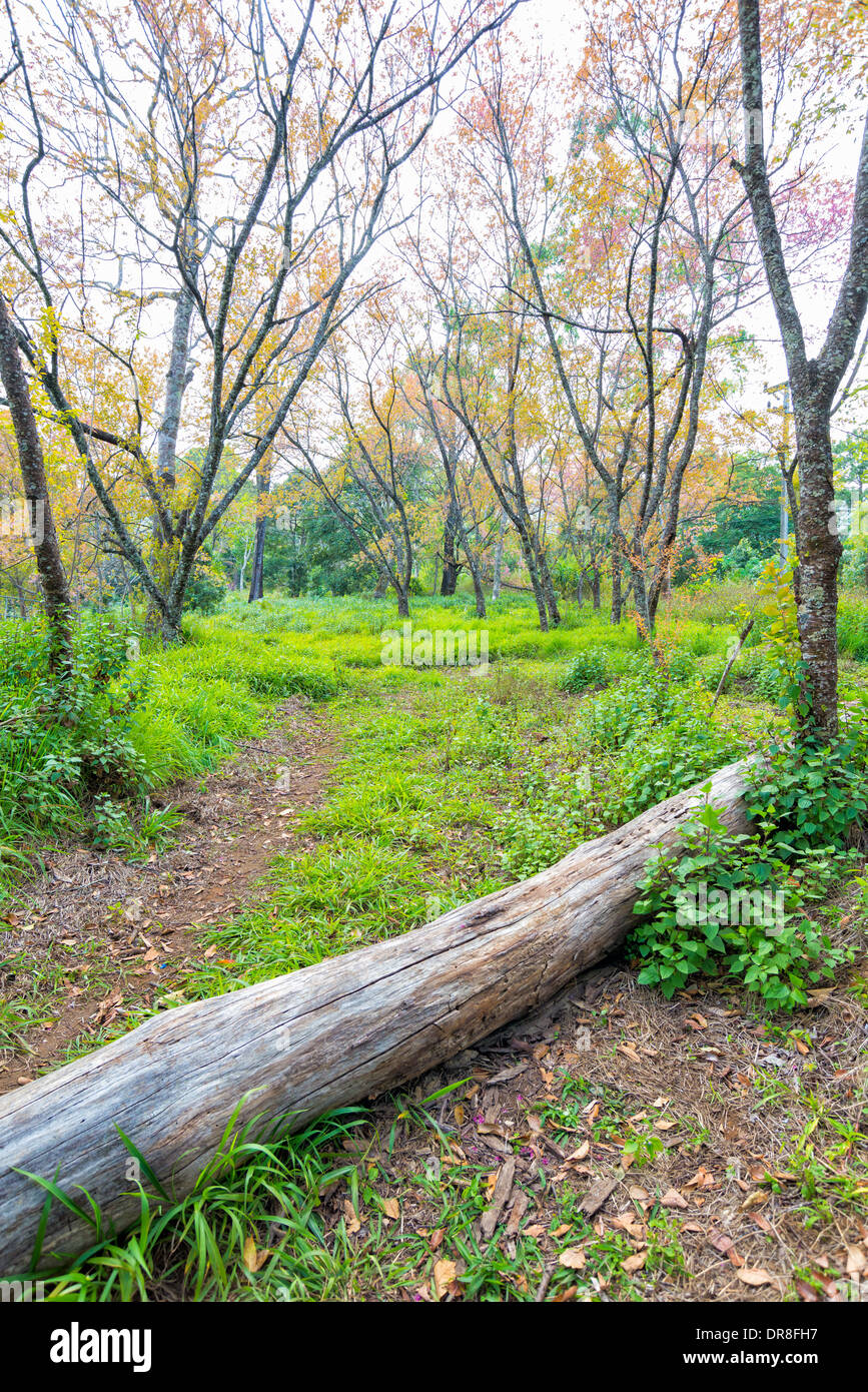 dirt footpath way to forest with log and green tree in grass field ...