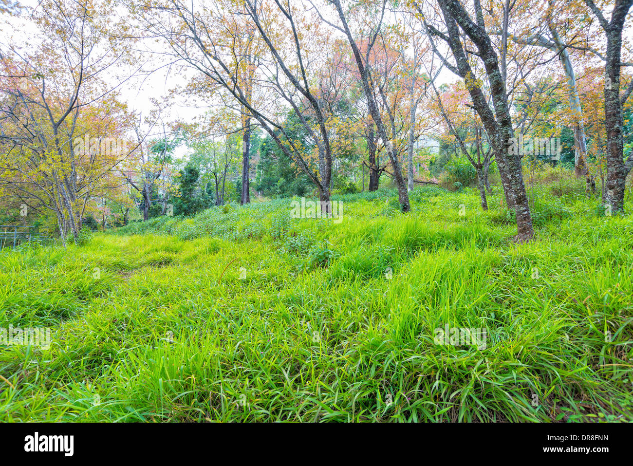 green grass field with tree in forest Stock Photo - Alamy