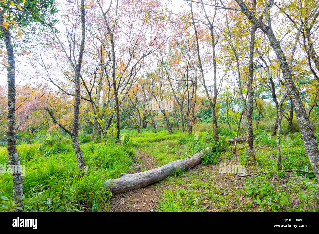 dirt footpath way to forest with log and green tree in grass field ...