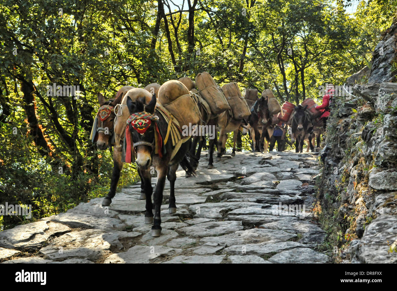 Animal for load carry hi-res stock photography and images - Alamy