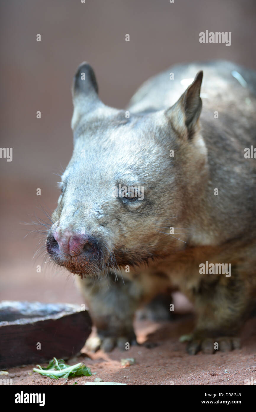 Wombat habitat hi-res stock photography and images - Alamy