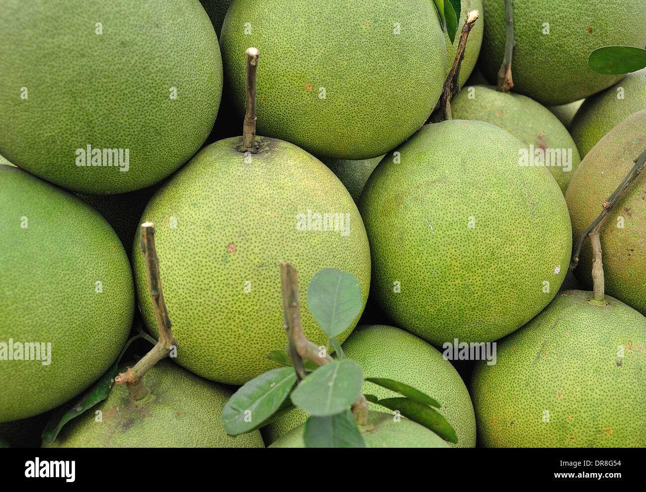 Big Green Grapefruit Stock Photo - Alamy