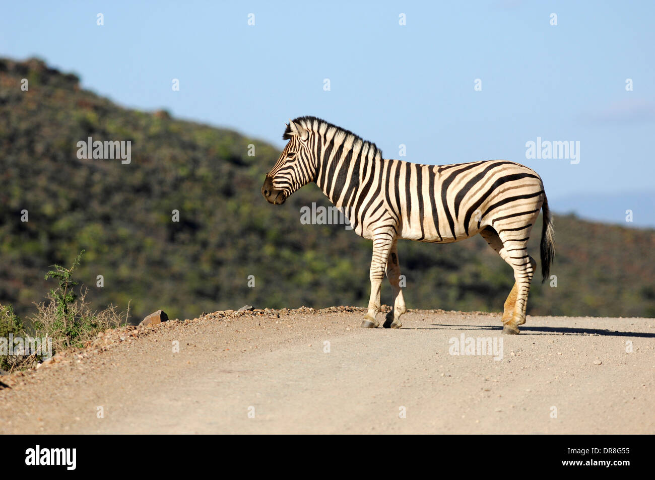 A photo of a zebra in its natural habitat Stock Photo - Alamy
