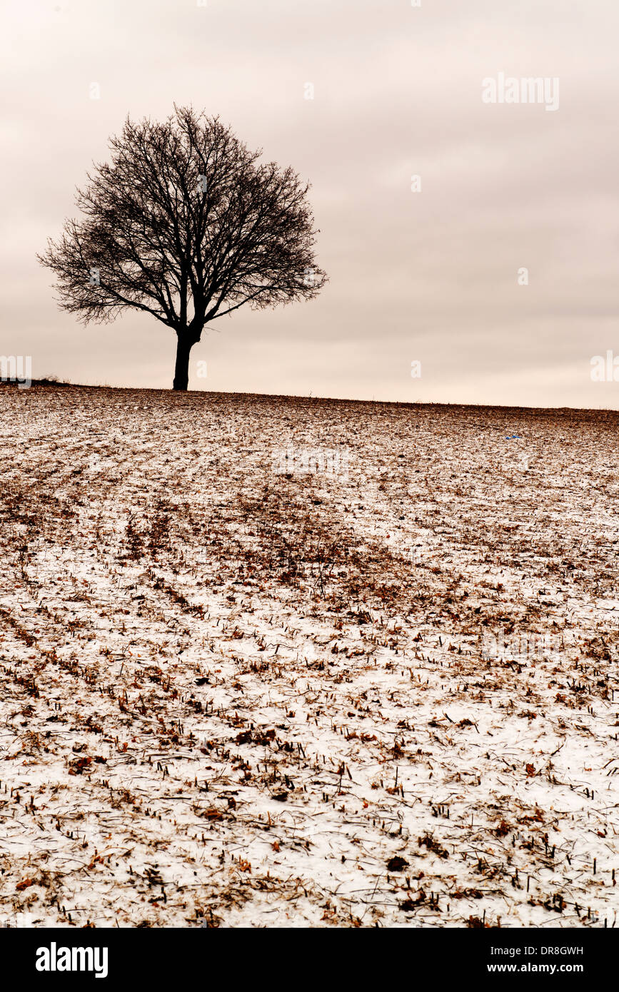 Corn field winter hi-res stock photography and images - Alamy