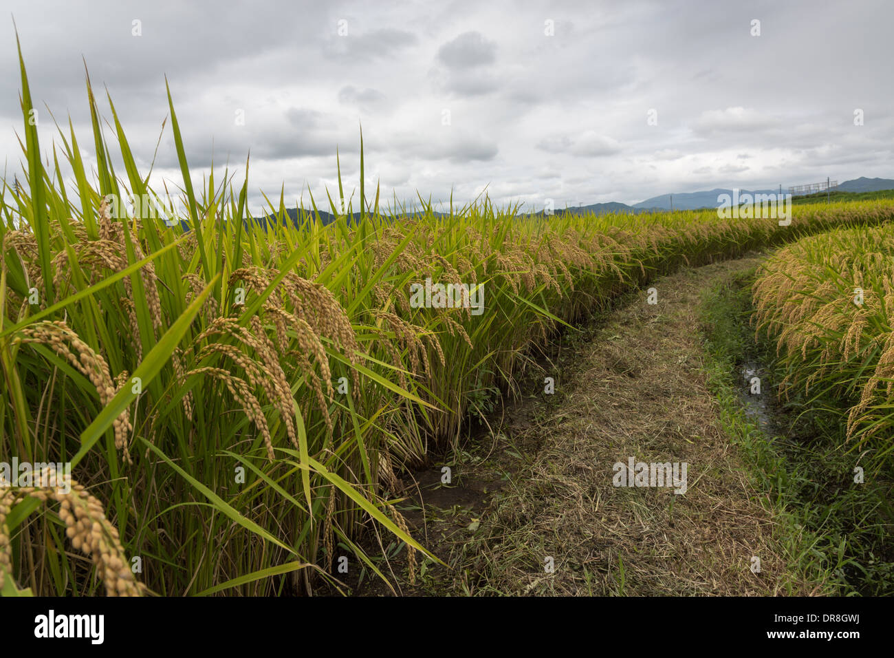 Rice Field with path leading into the distance Stock Photo - Alamy