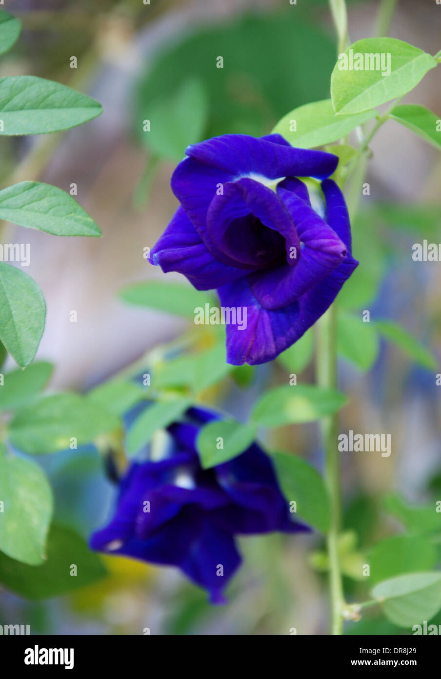 butterfly pea flower Stock Photo - Alamy