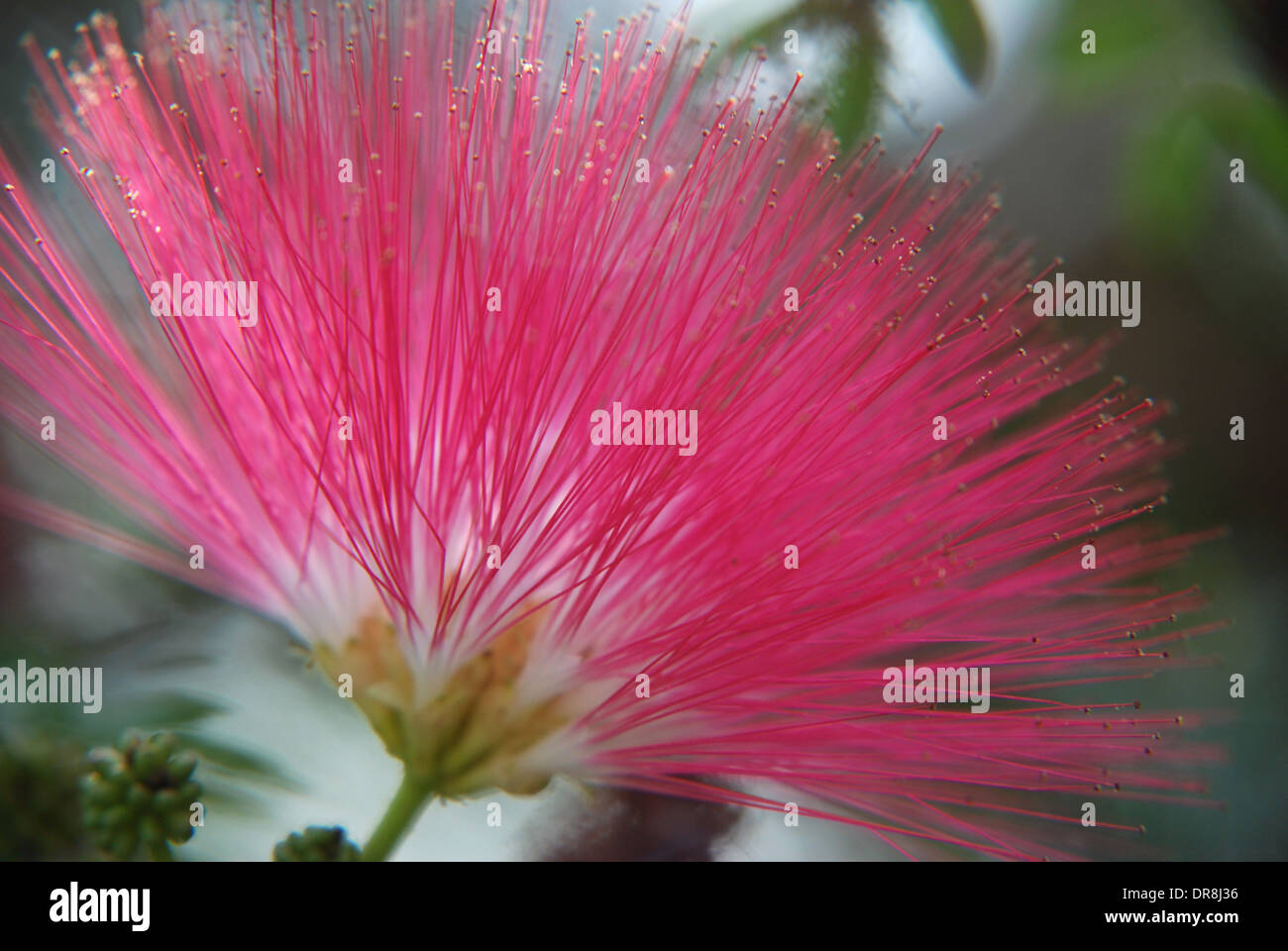 Red head powder puff Flower Scent of Asian exotic flower Stock Photo ...