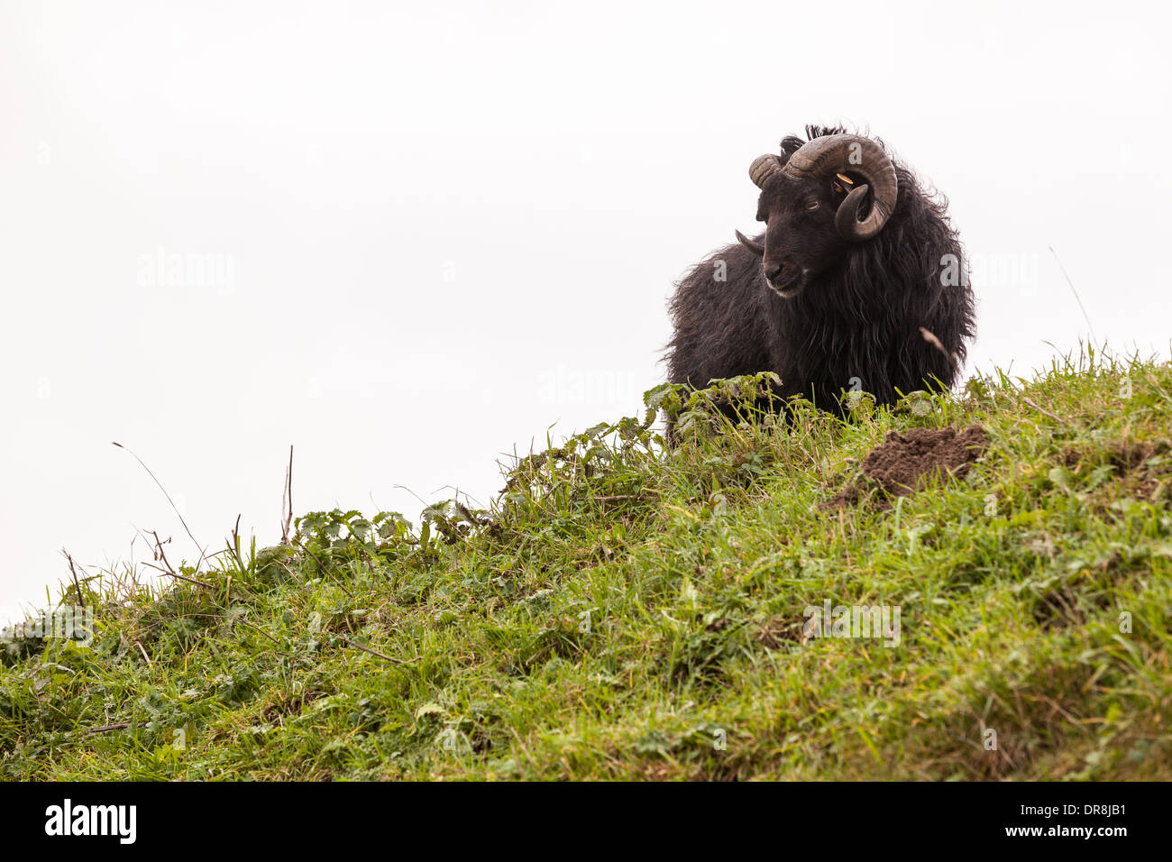 On the hill stay an sheep looking around Stock Photo - Alamy