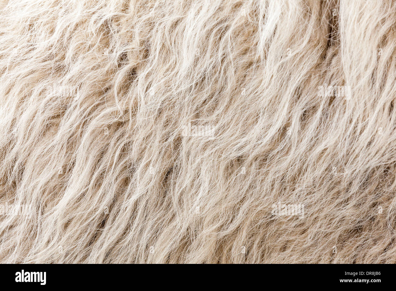 this sheep have great hair Stock Photo - Alamy