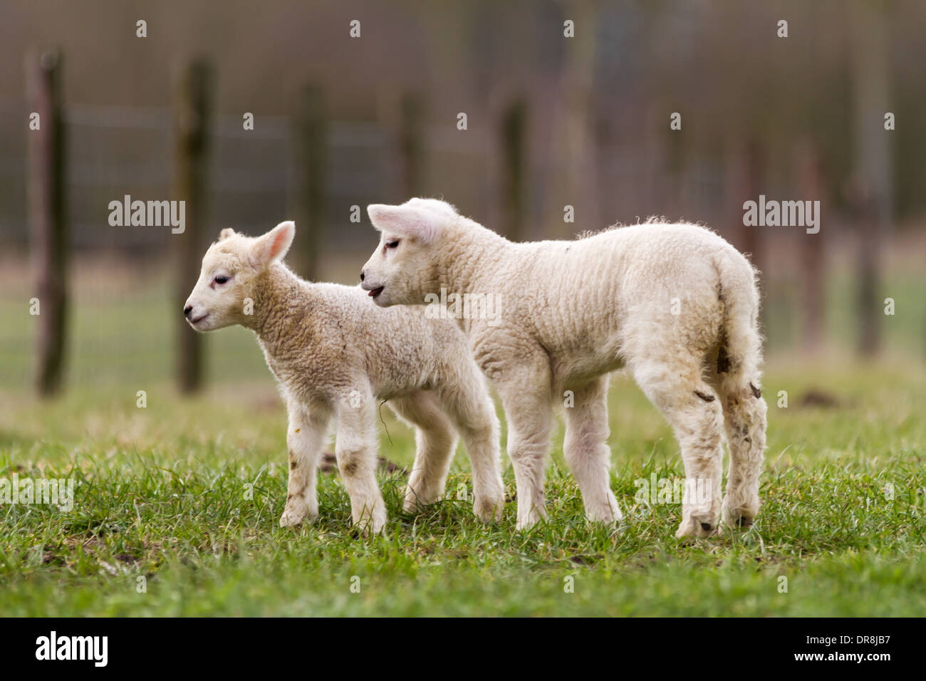 Baby cute sheep hi-res stock photography and images - Alamy