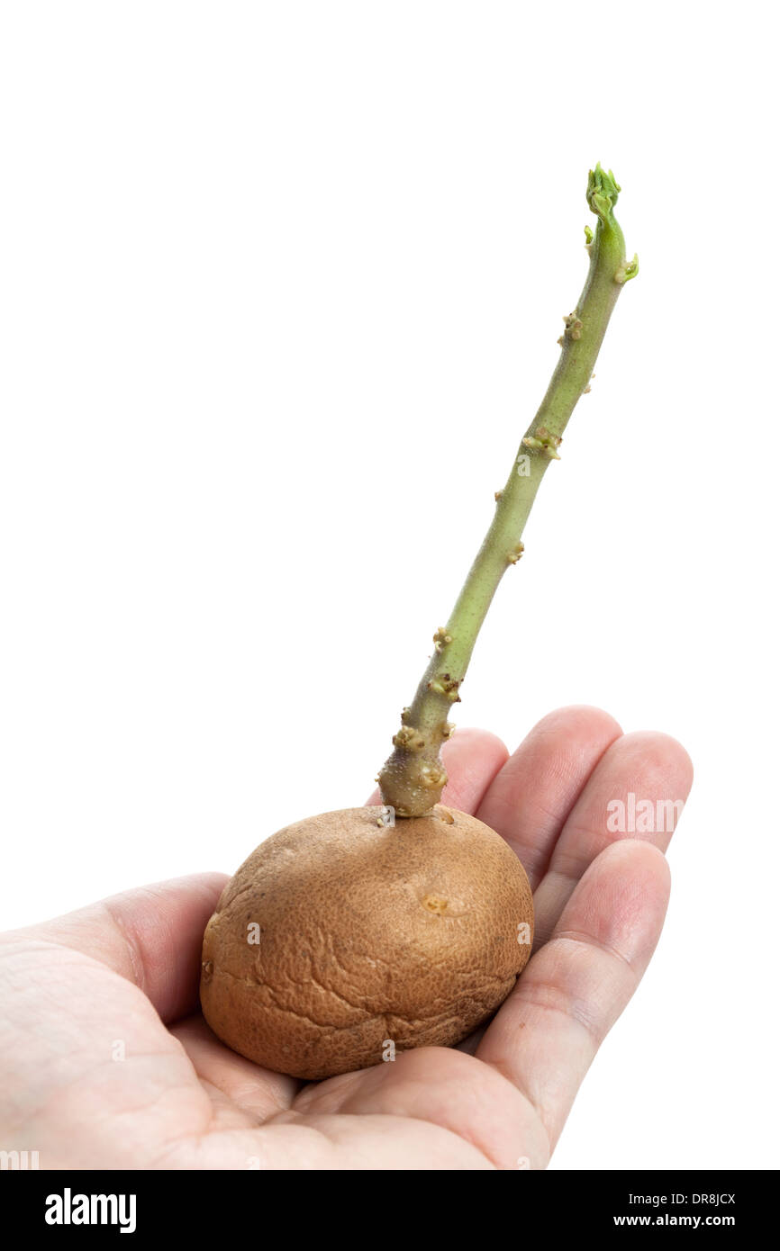 Sprout potato hi-res stock photography and images - Alamy
