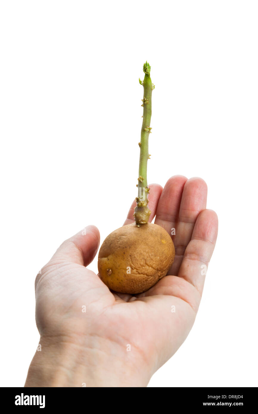 New Life, Potato Bud close up Stock Photo - Alamy