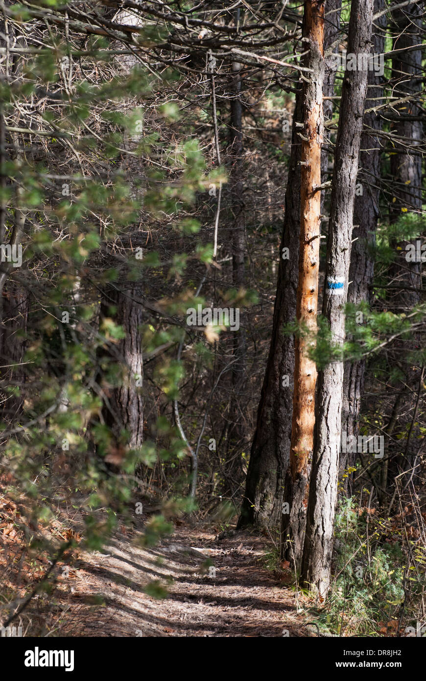 Tourist sign on the tall tree in a coniferous forest. Photo of nature ...