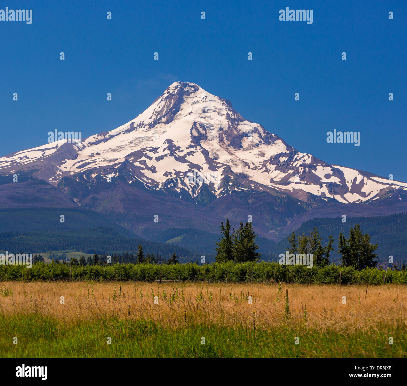 HOOD RIVER, OREGON, USA - Mount Hood, a 11,240 foot volcano in the ...