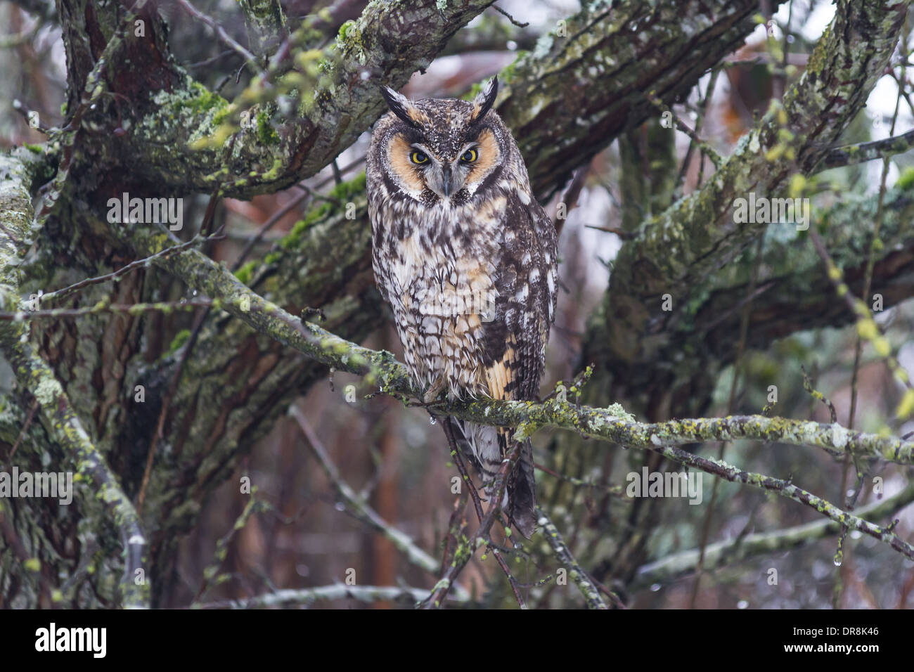 long eared owl and well Camouflage Stock Photo - Alamy