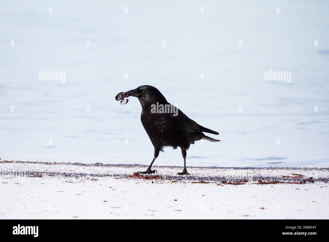 black crow in Vancouver BC Canada Stock Photo - Alamy