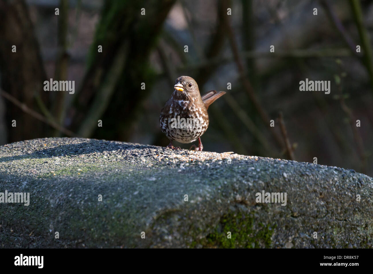 Fox Sparrow, shot at vancouver BC Canada Stock Photo - Alamy