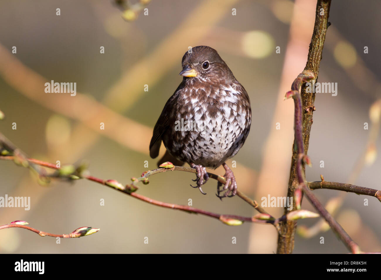 Fox sparrow hi-res stock photography and images - Alamy