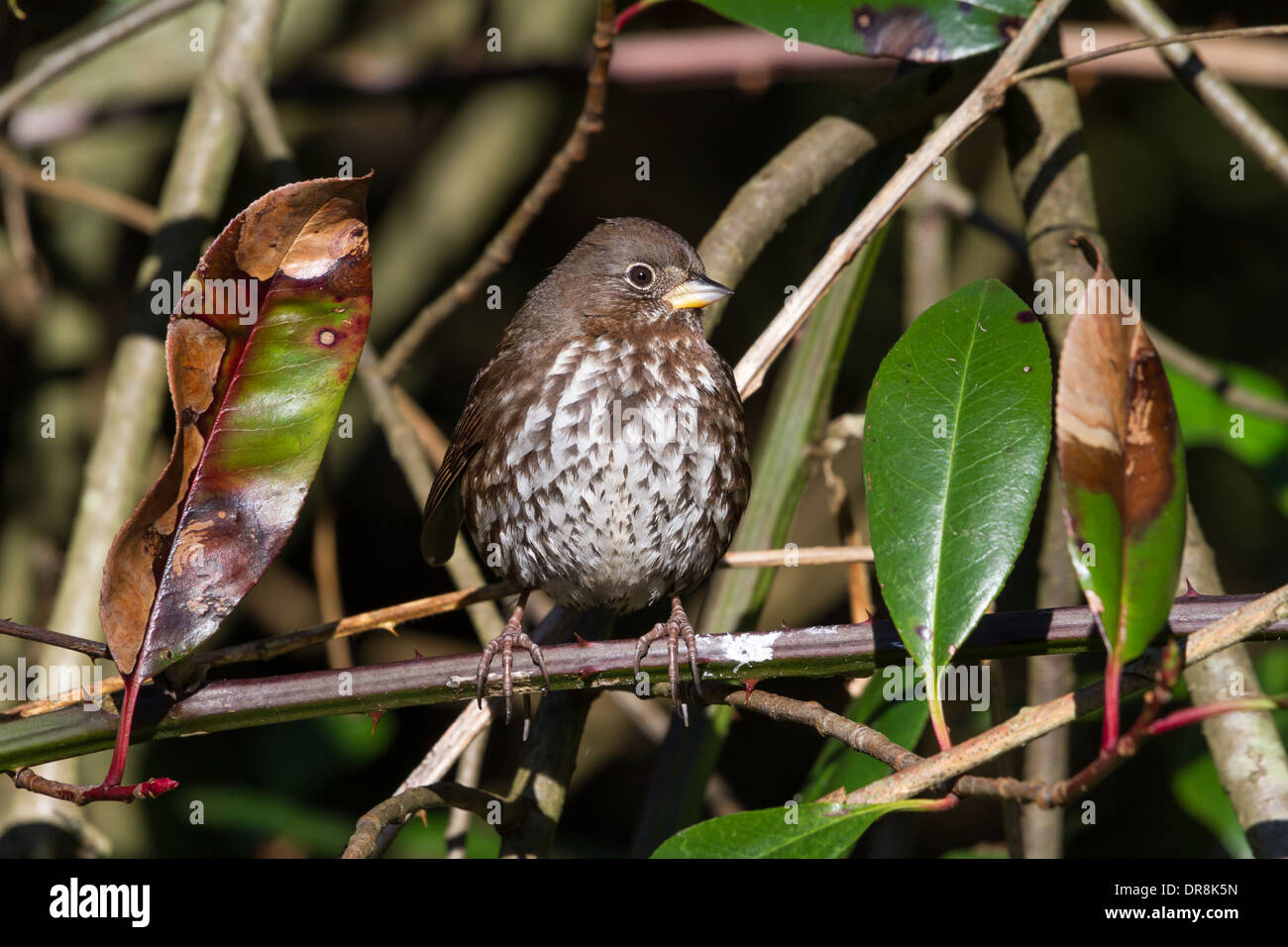 Fox sparrow bird hi-res stock photography and images - Alamy