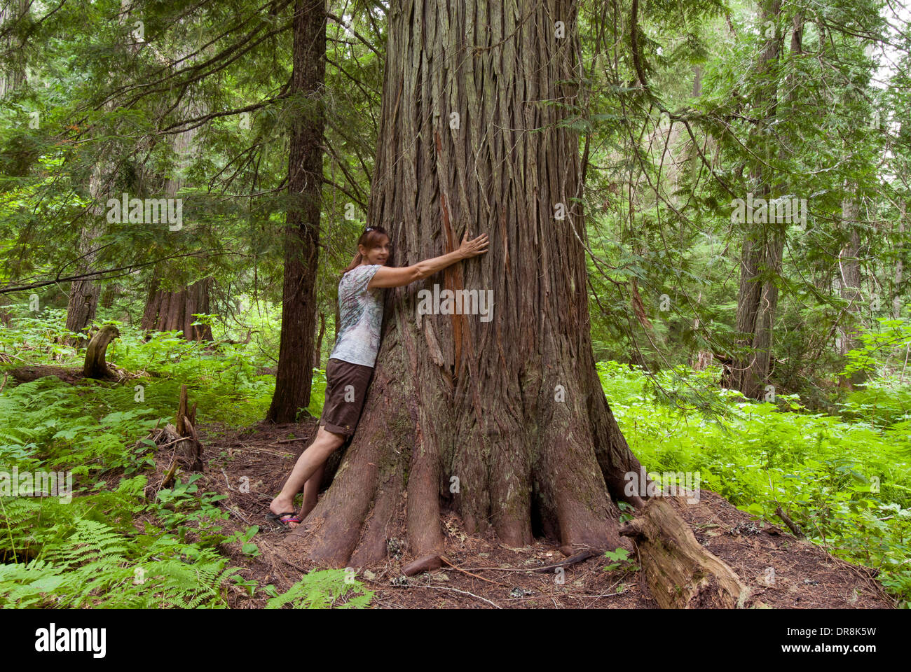 Ancient old growth cedar tree hi-res stock photography and images - Alamy