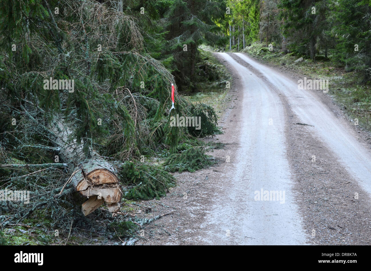 Tree log warning hi-res stock photography and images - Alamy
