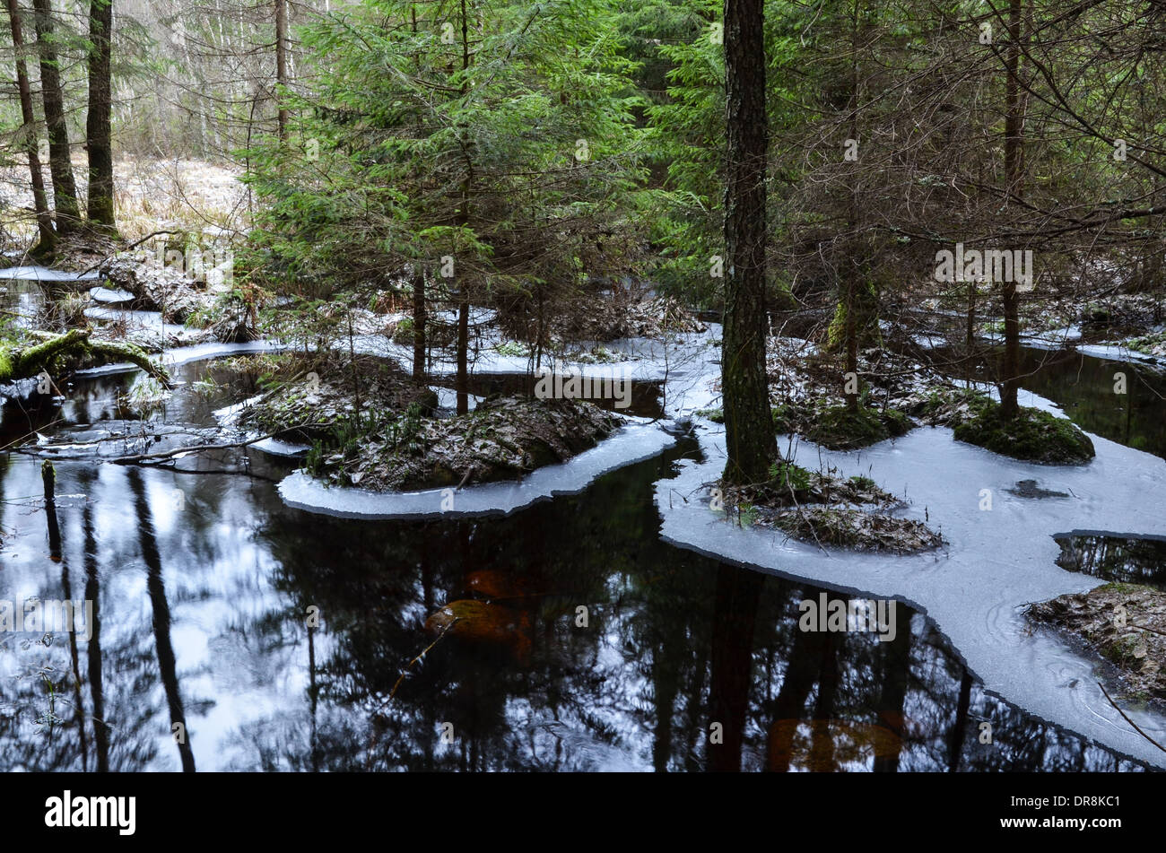 Pond reflections deep in the forest Stock Photo - Alamy