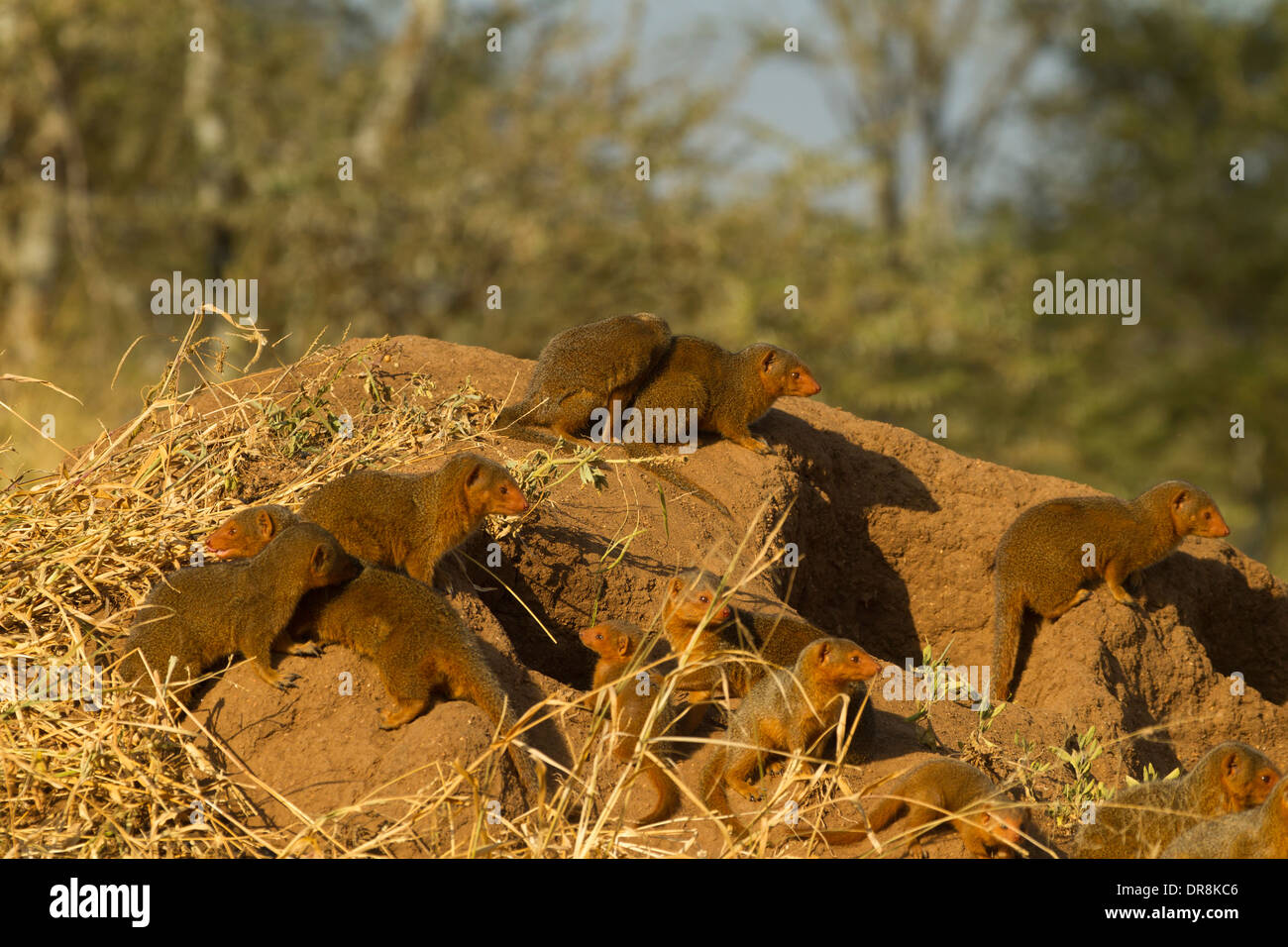 Mongeese on their Burrow Stock Photo - Alamy