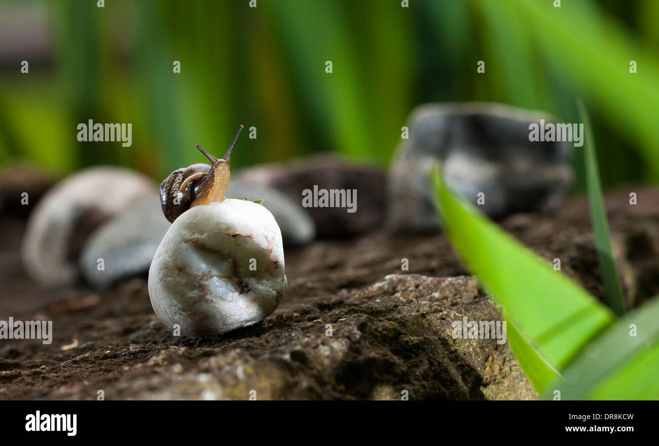 Snail sitting on white rock Stock Photo - Alamy